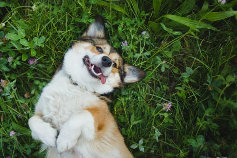 11 Silly Dog Breeds That Make You Laugh Every Day - iHeartDogs.com