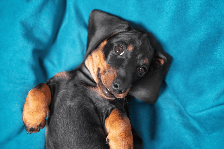 5 Best Puppy Calming Treats & Chews - iHeartDogs.com