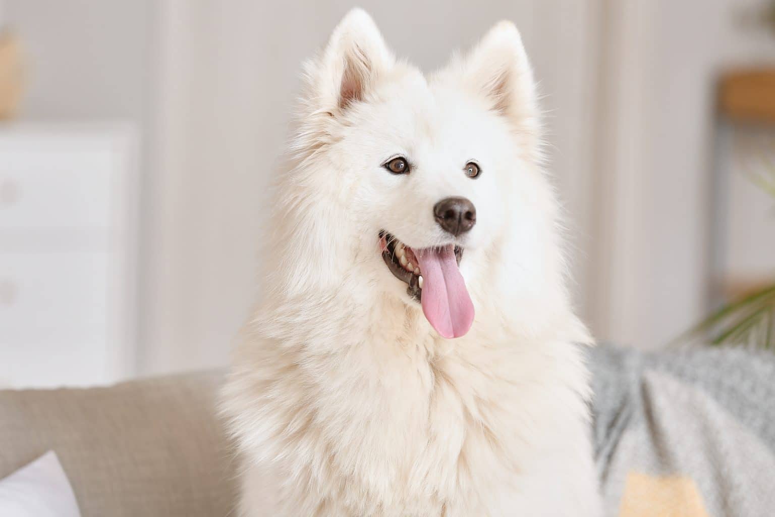 11 Dog Breeds That Are Basically The Taylor Swift Eras Of The Canine World