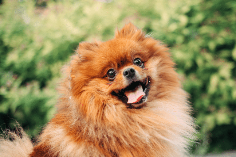 11 Ultimate Fluffy Dog Breeds That Look Like Walking Cloud Puffs ...
