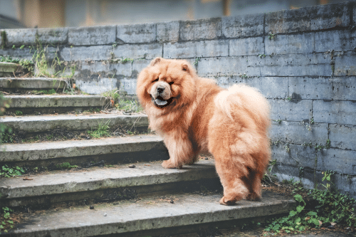 15 Dog Breeds That Have Watched Over Sacred Temples For Generations ...