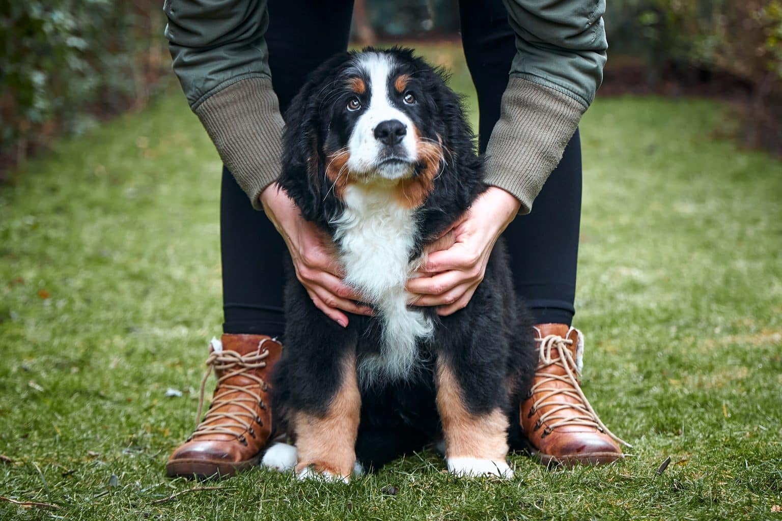 9 Gentle Dog Breeds That Are Perfect for Families - iHeartDogs.com