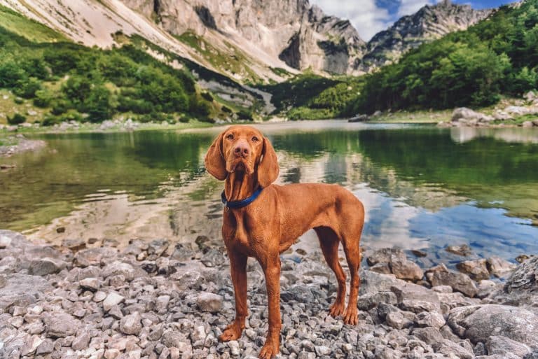 11 Best Adventure-Ready Dog Breeds for Outdoor Lovers - iHeartDogs.com