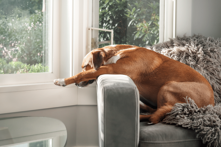 13 Weird Dog Sleeping Positions and What They Really Mean - iHeartDogs.com