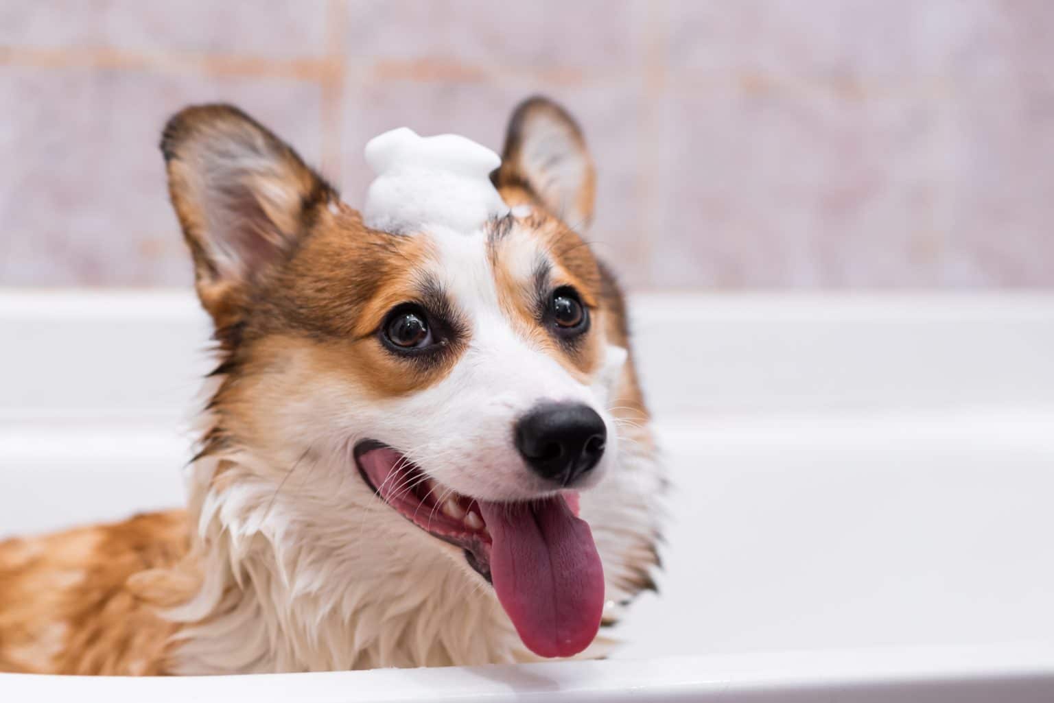 7 Best Whitening Shampoos for White Dogs - iHeartDogs.com