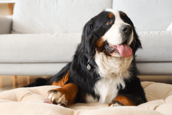 15 Best Low-Energy Dog Breeds That Are Perfect For Laid-Back Owners ...