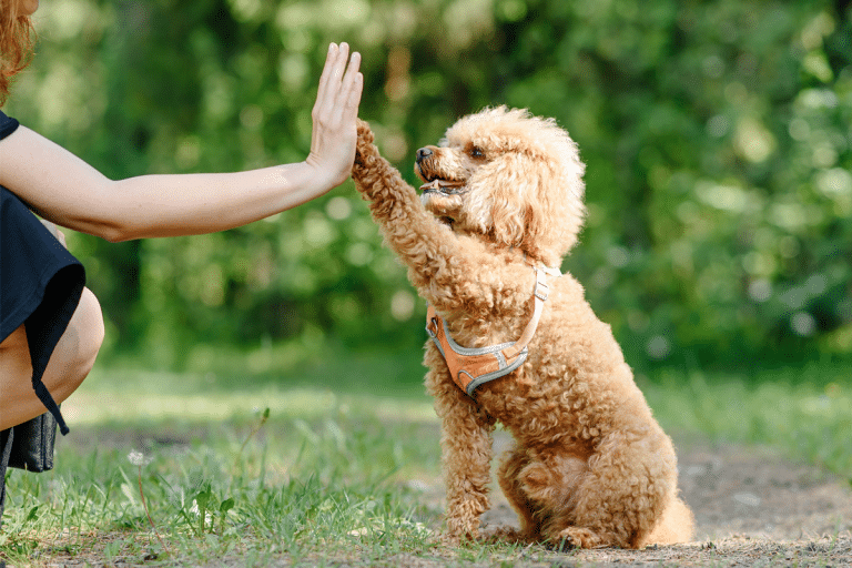 15 Hypoallergenic Dogs That Won’t Trigger Your Allergies - iHeartDogs.com