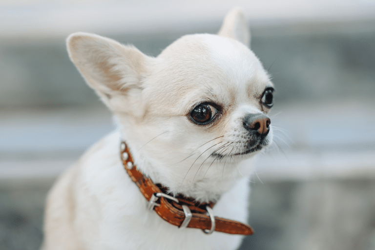 13 Small Dog Breeds That Are Basically Big Dogs in Tiny Bodies ...