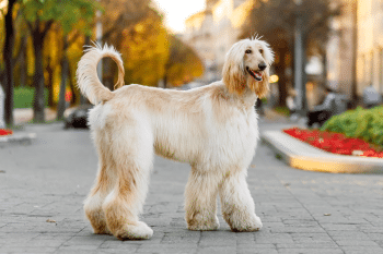 11 Stubborn Dog Breeds That Test Your Patience Daily - iHeartDogs.com