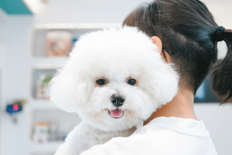 15 Hypoallergenic Dogs That Won’t Trigger Your Allergies - iHeartDogs.com