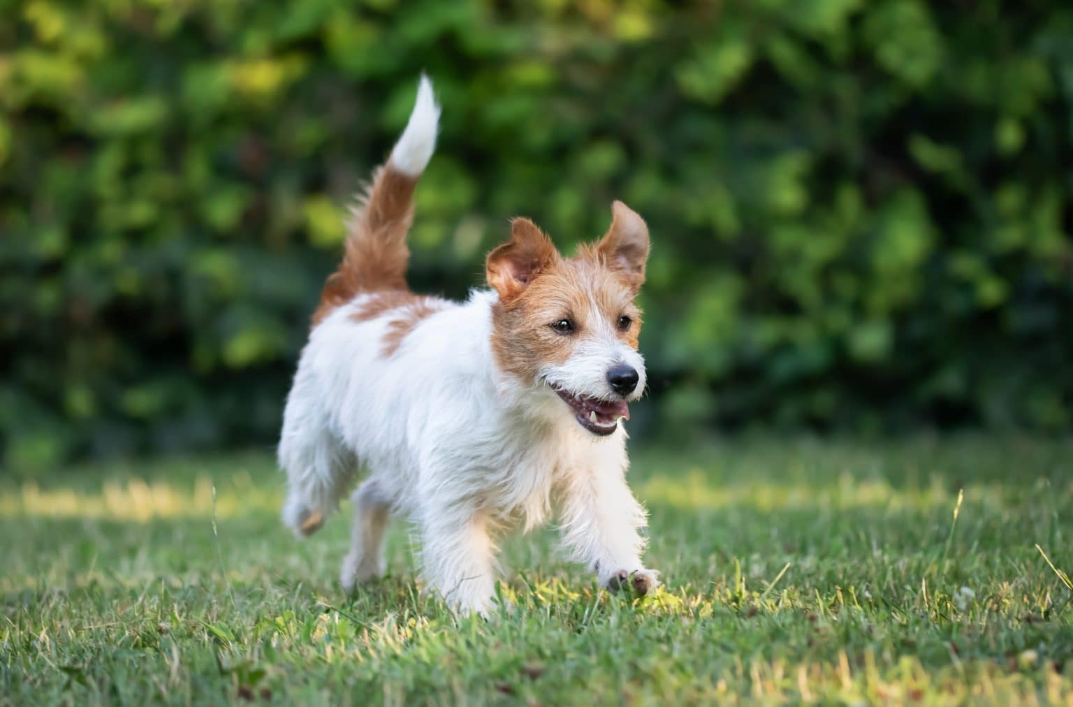 Top 11 Small But Mighty Dog Breeds That Have The Hearts Of Warriors ...