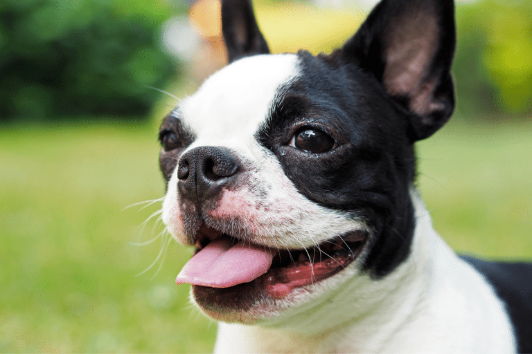 Top 11 Small But Mighty Dog Breeds That Have The Hearts Of Warriors ...