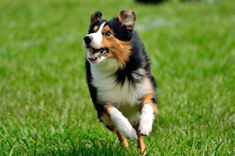 13 Funniest Dog Expressions And What They Really Mean - iHeartDogs.com