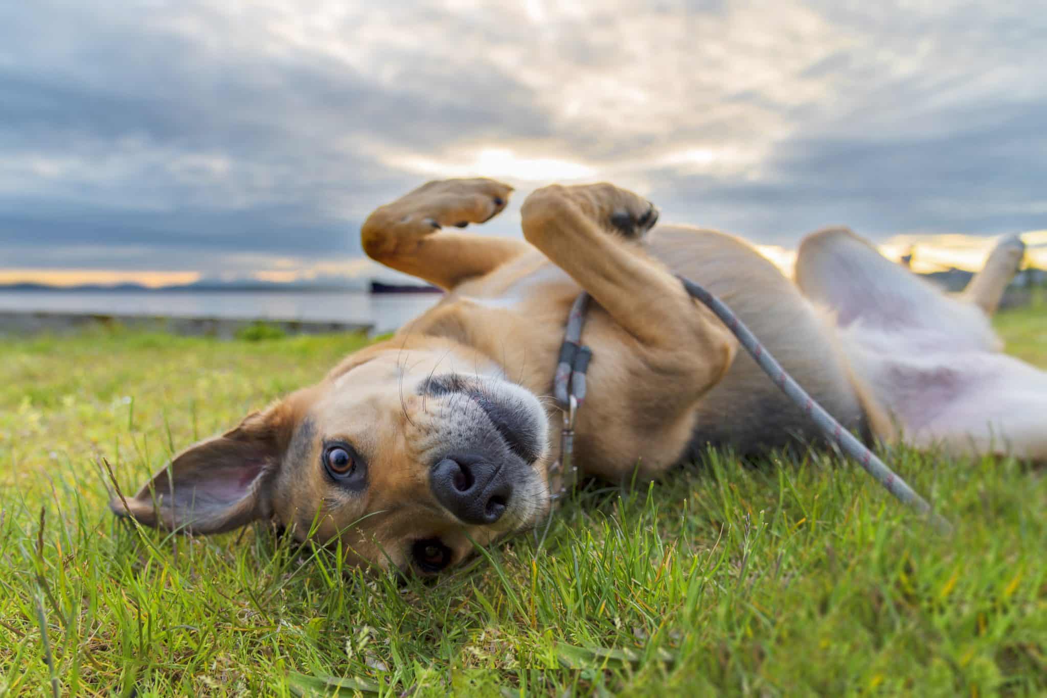 15 Hilarious Dog Moments That Prove They’re the Funniest Creatures ...