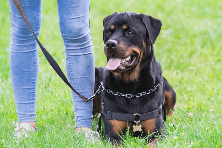 25 Large Dog Breeds That Will Be Your Gentle Protector - iHeartDogs.com