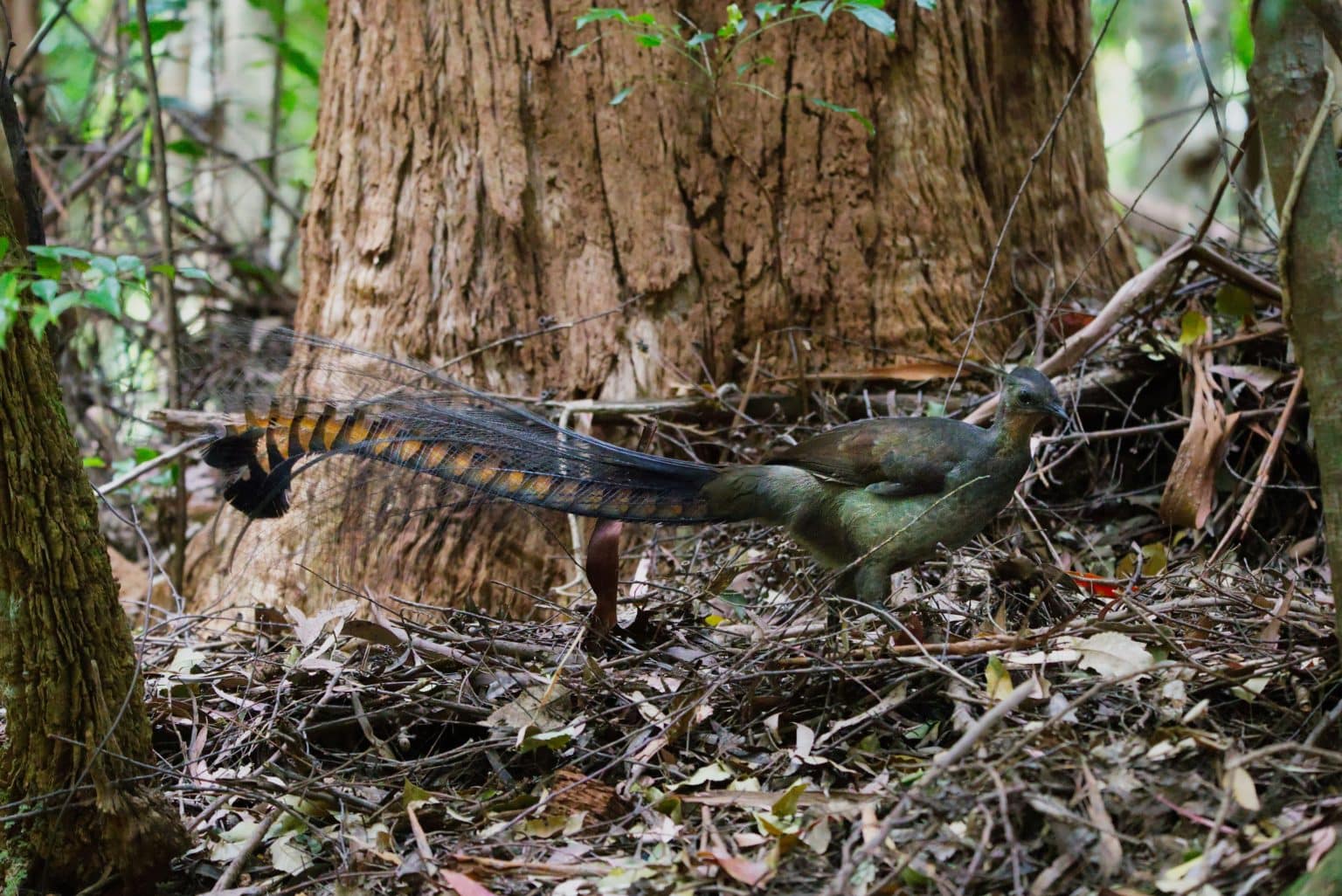 11 Most Bizarre Animal Mating Rituals In The Wild - iHeartDogs.com