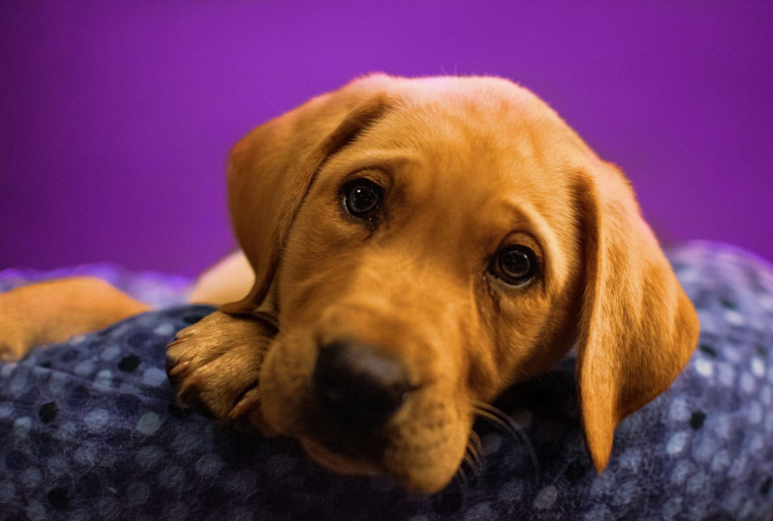13 Reasons Your Dog Might Be Staring at the Wall (It’s Not Ghosts ...