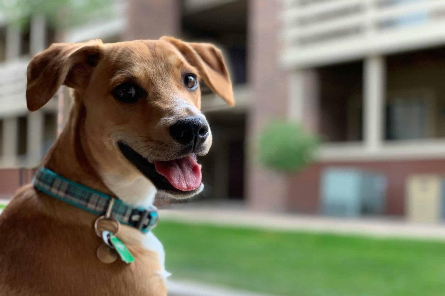 15 Signs Your Dog Is Smiling (Yes, They Really Can!) - iHeartDogs.com