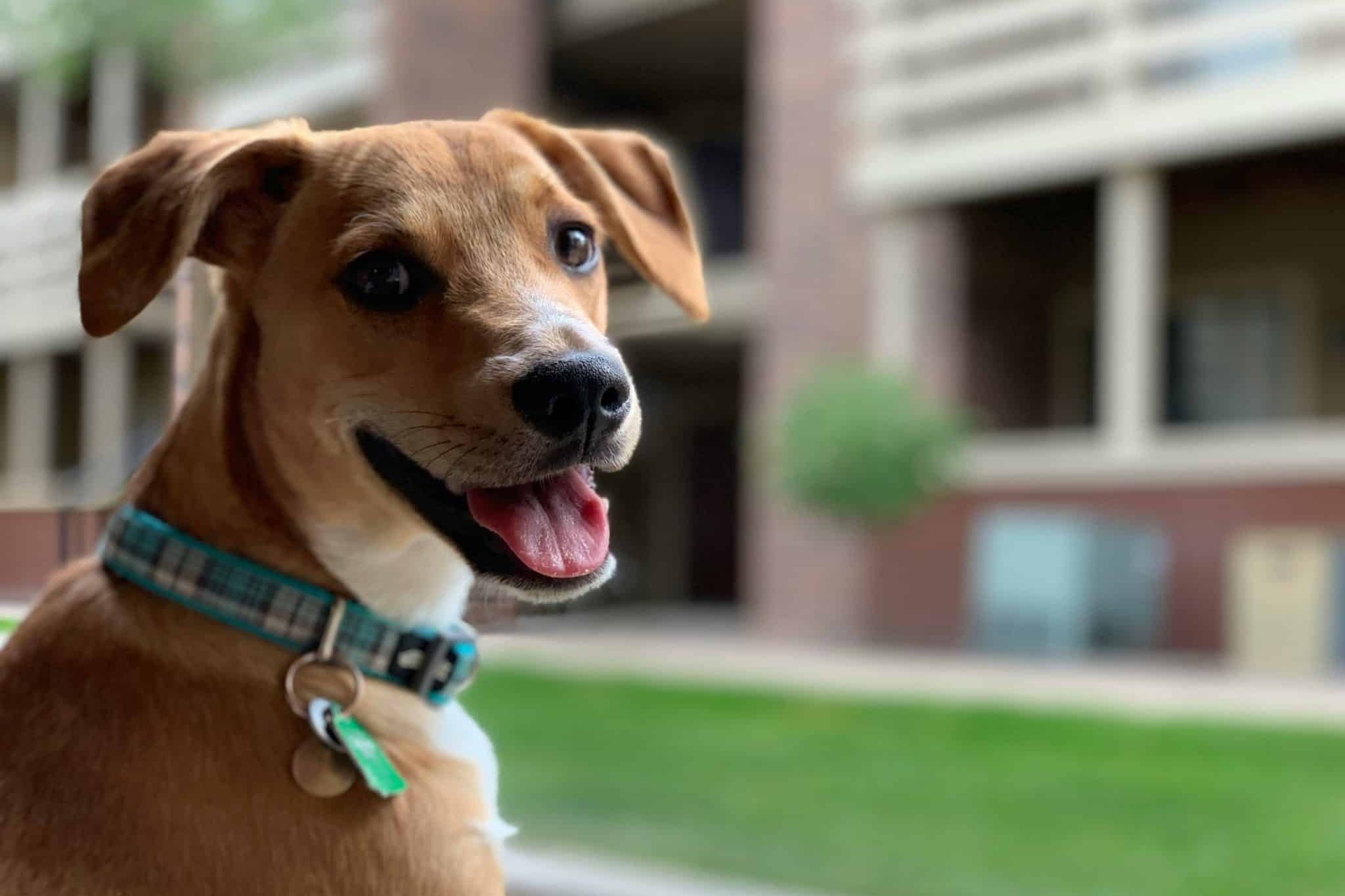 15 Signs Your Dog Is Smiling (Yes, They Really Can!) - iHeartDogs.com
