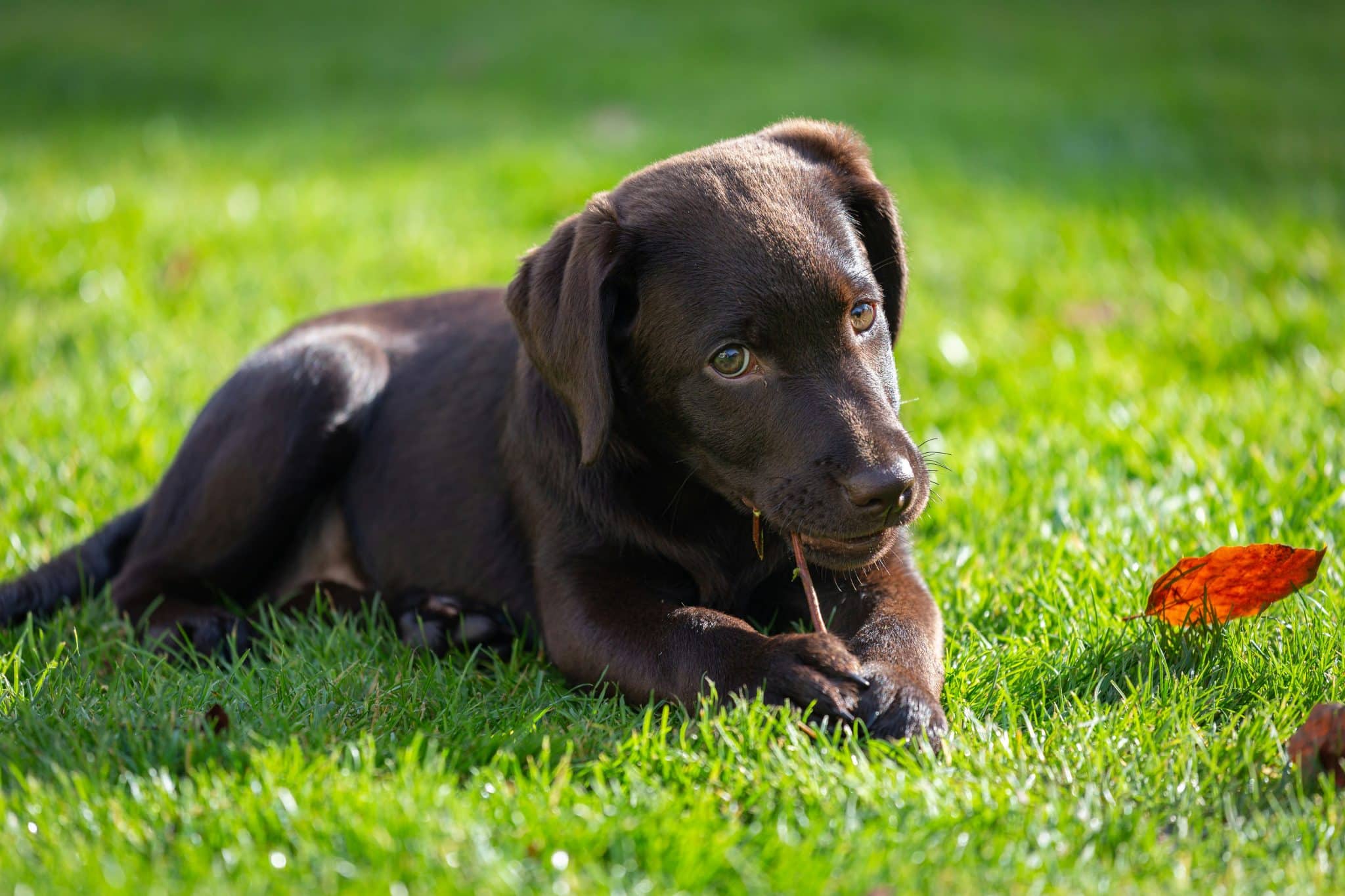 9 Unbelievably Loyal Rescue Dog Breeds That Will Never Forget You ...