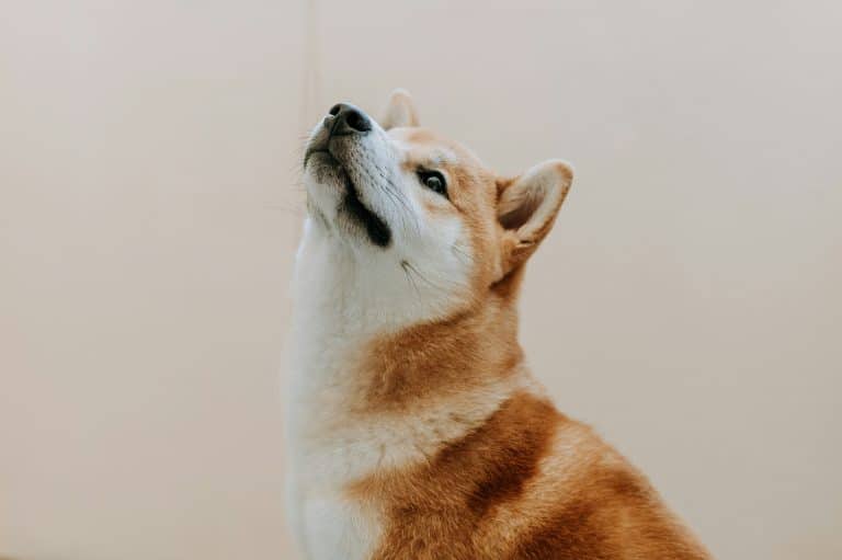 13 Surprising Ways Dogs Can Sense Your Health Problems - iHeartDogs.com