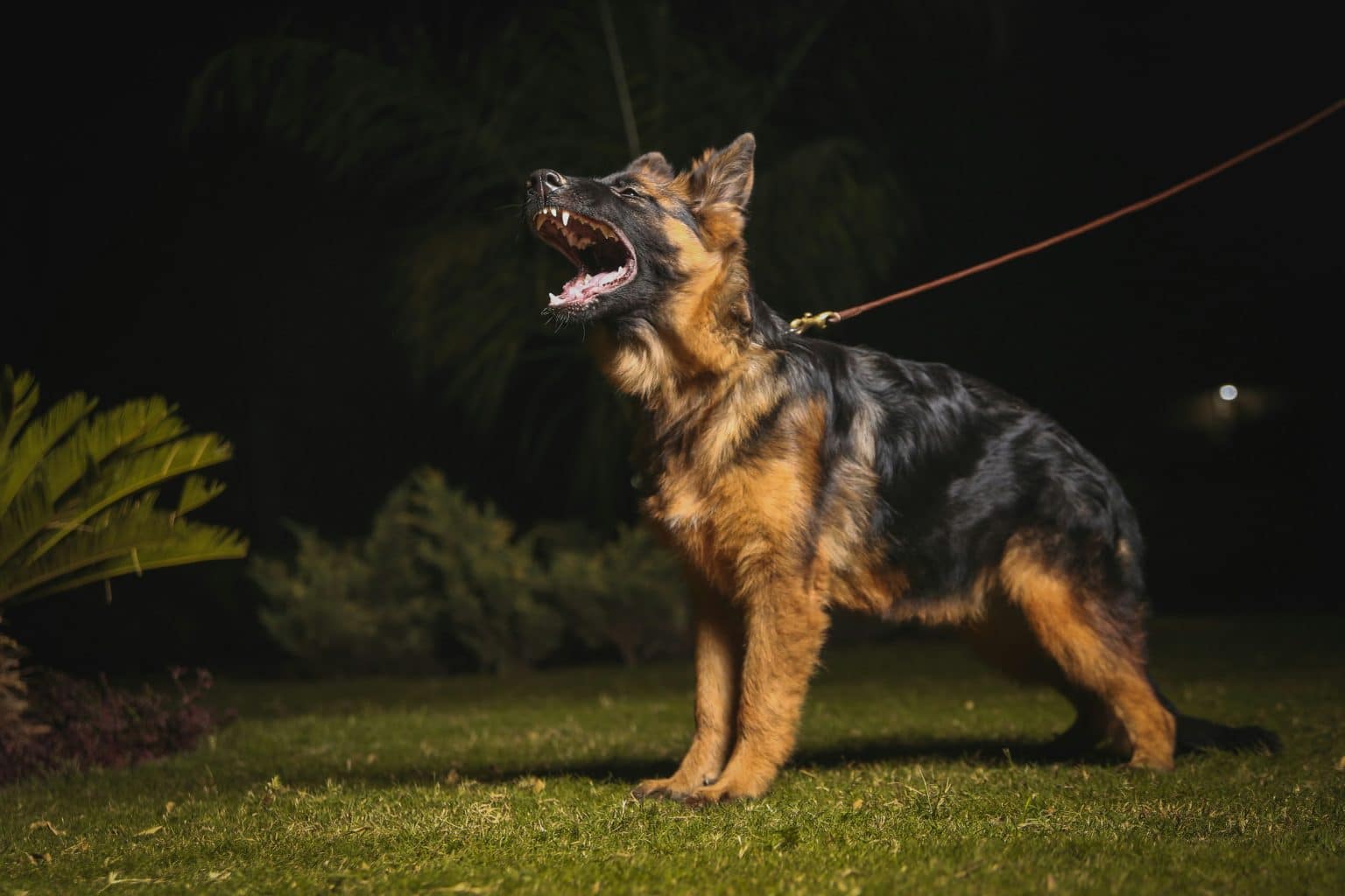 15 Times Dogs Have Helped Solve Crimes & Catch Criminals - iHeartDogs.com