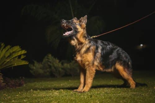 15 Times Dogs Have Helped Solve Crimes & Catch Criminals - iHeartDogs.com