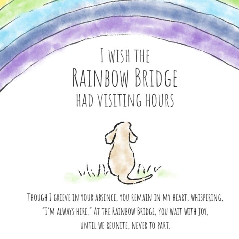 "I Wish the Rainbow Bridge Had Visiting Hours" Bracelet- Feeds 22 ...