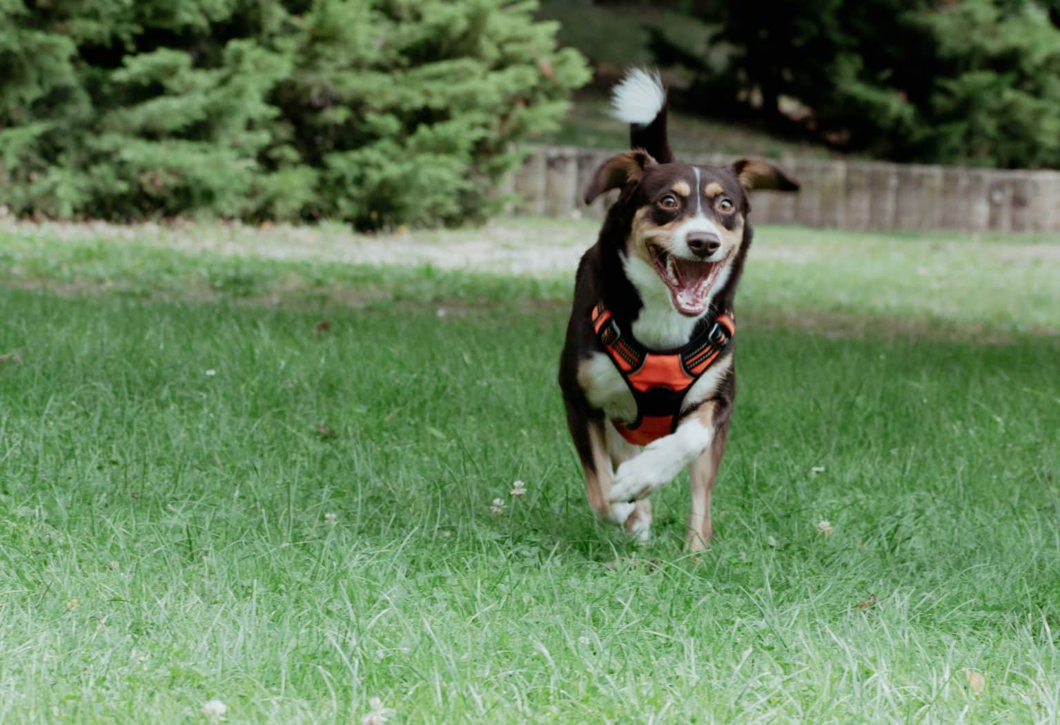 11 Things Your Dog’s Tail Movements Are Trying To Tell You - iHeartDogs.com