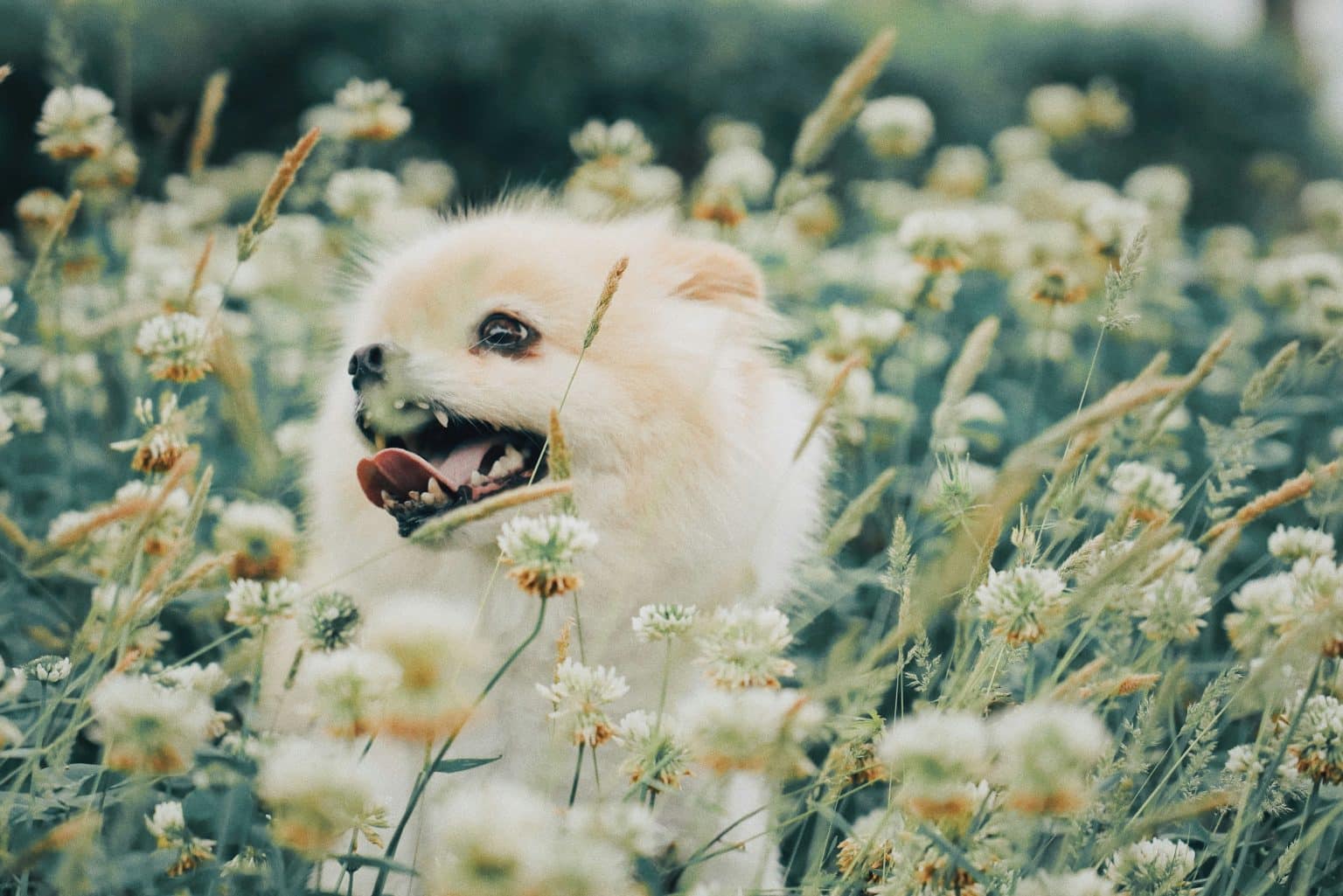 13 Signs Your Dog Can Actually Read Your Emotions - iHeartDogs.com