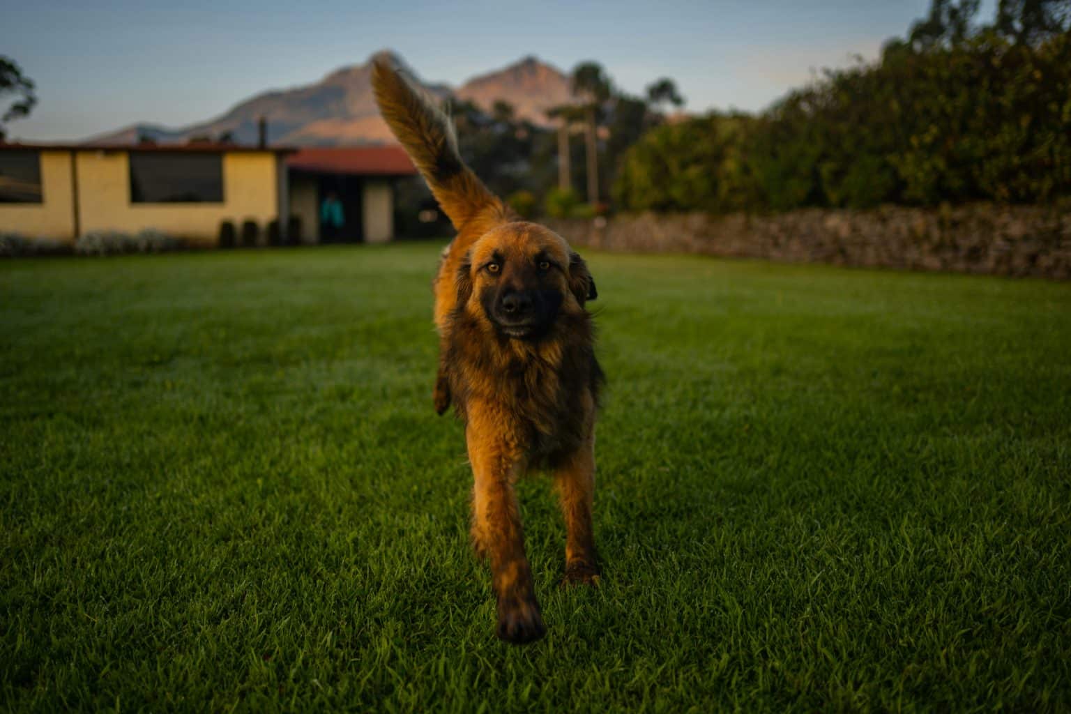 11 Things Your Dog’s Tail Movements Are Trying To Tell You - iHeartDogs.com