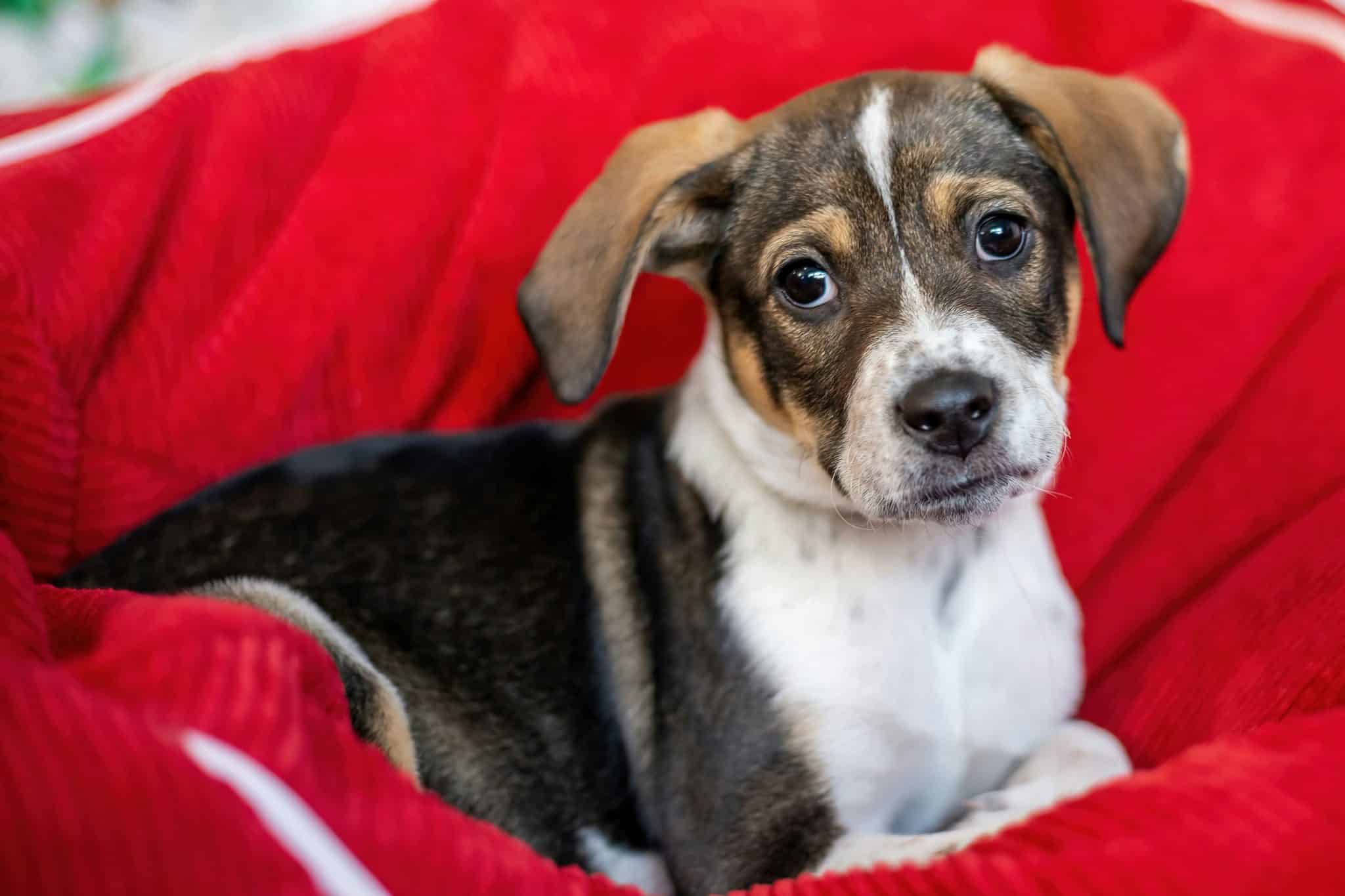 13 Ways Your Dog Might Be Warning You About Danger - iHeartDogs.com