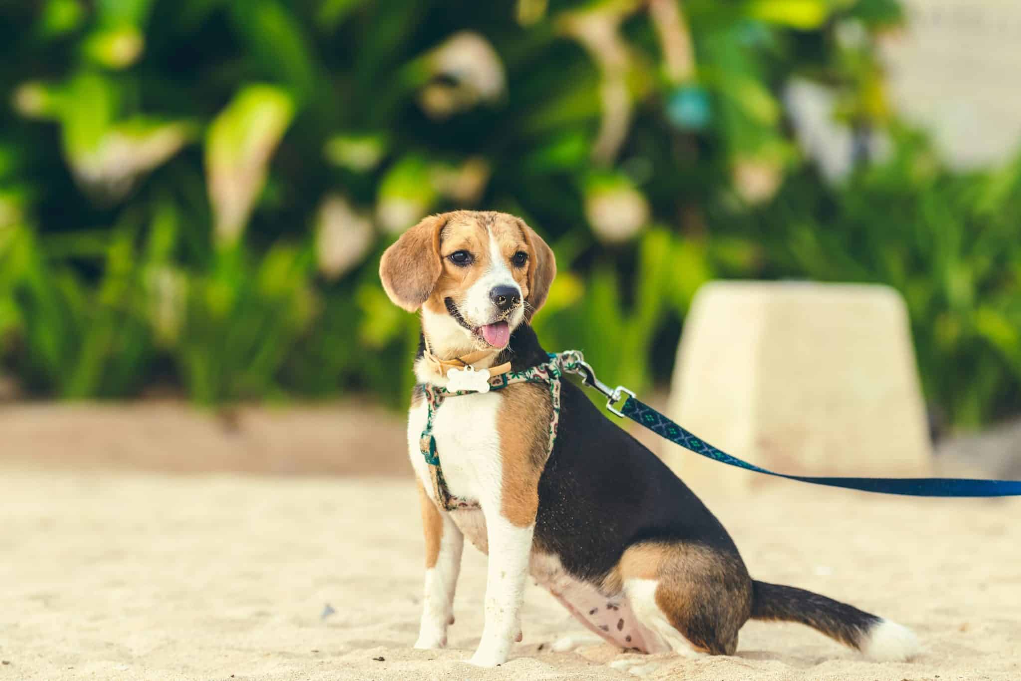 15 Dog Breeds That Have Been The Face Of Famous Brands & Mascots ...