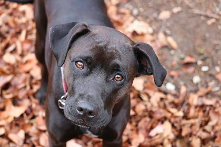 15 Best Snuggle-Loving Dog Breeds for Maximum Cuddle Sessions ...