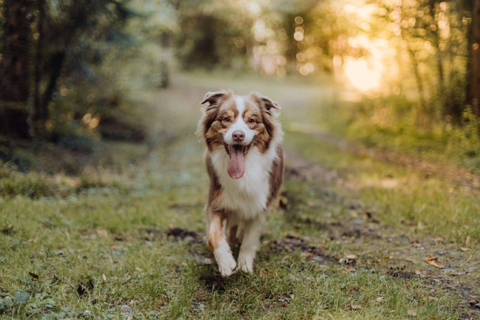 15 Best Medium-Sized Dog Breeds For The Perfect Balance - iHeartDogs.com