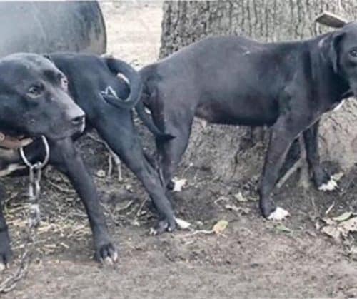 190 Dogs Saved After NFL Star LeShon Johnson Indicted in Nation's ...