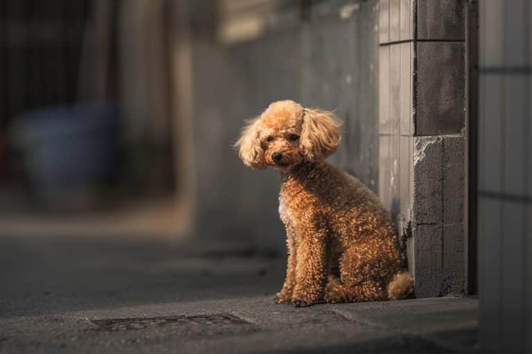 13 Heartbreaking Signs Your Dog Feels Lonely (And How to Fix It ...