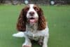 11 Things Your Dog Would Want You To Know After They’ve Gone ...