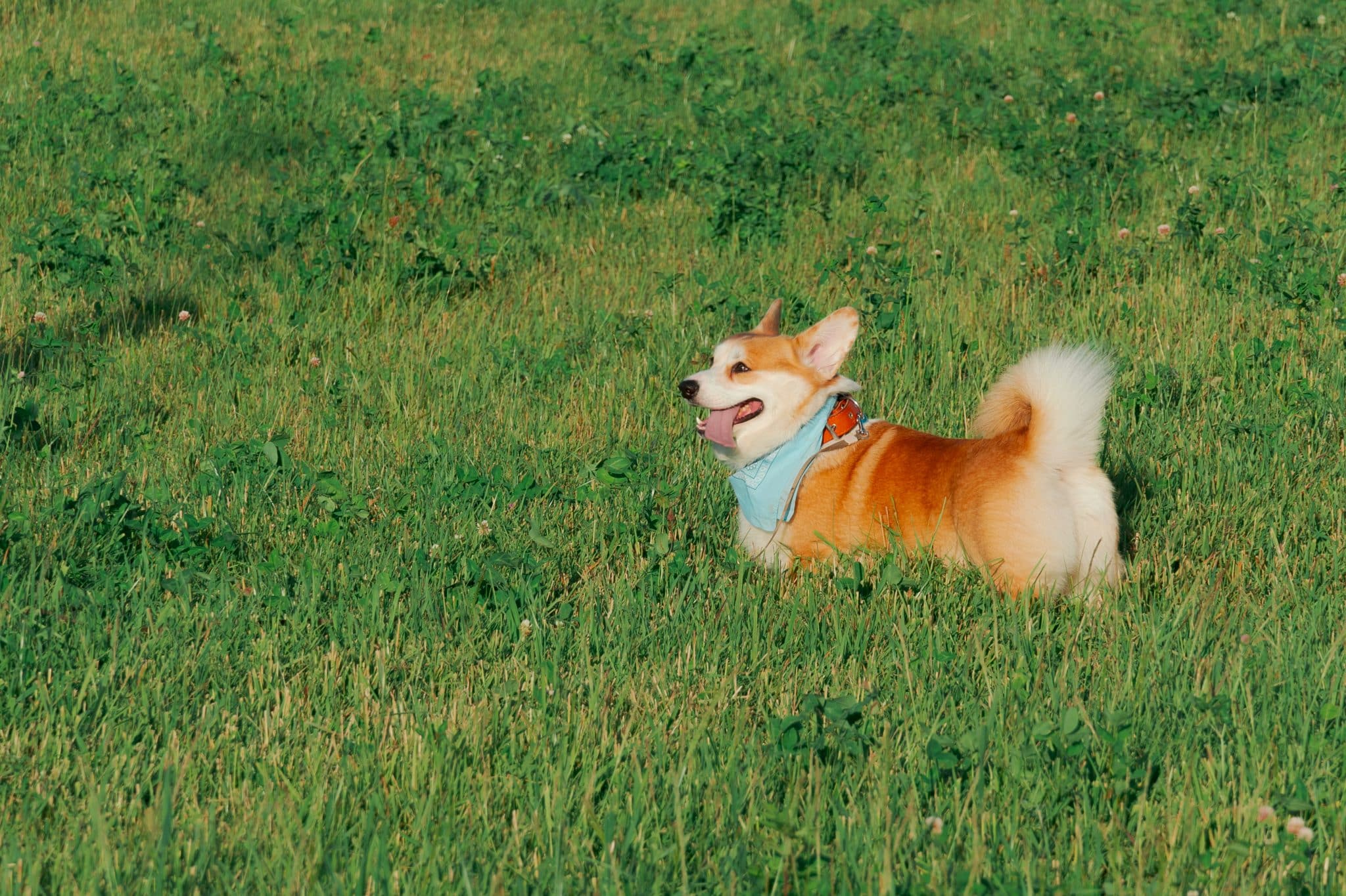 11 Things Your Dog’s Tail Movements Are Trying To Tell You - iHeartDogs.com