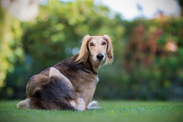 15 Dog Breeds That Would Slay In The Baddie Aesthetic - iHeartDogs.com