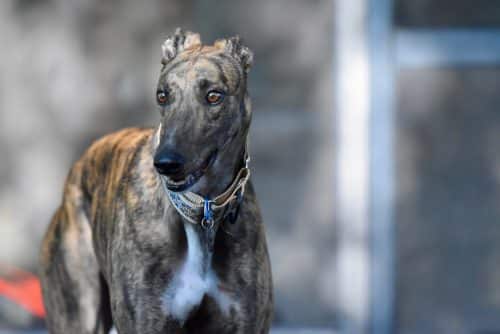Top 15 Dog Breeds That Were Popular in Ancient Rome—And Still Exist ...