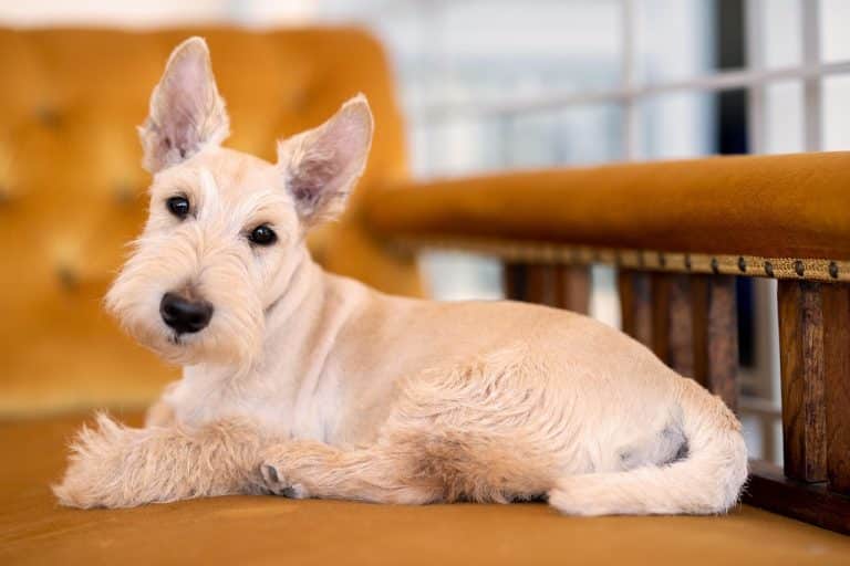 15 Dog Breeds That Have Been The Face Of Famous Brands & Mascots ...