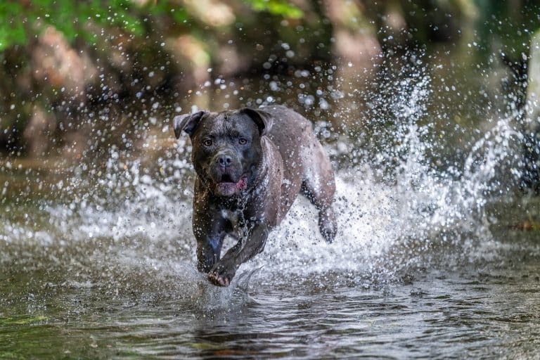 15 Dog Breeds That Would Slay In The Baddie Aesthetic - iHeartDogs.com