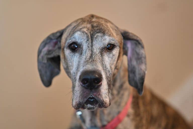 15 Dog Breeds That Have Been The Face Of Famous Brands & Mascots ...