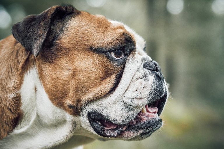15 Dog Breeds That Have Been The Face Of Famous Brands & Mascots ...
