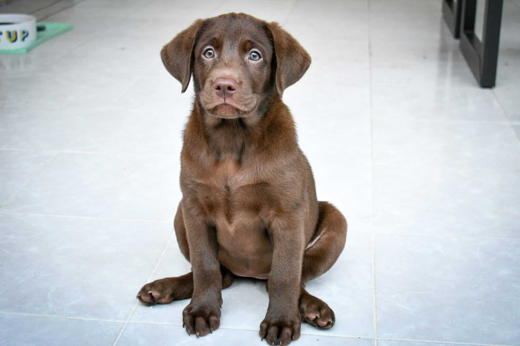 15 Best Snuggle-Loving Dog Breeds for Maximum Cuddle Sessions ...