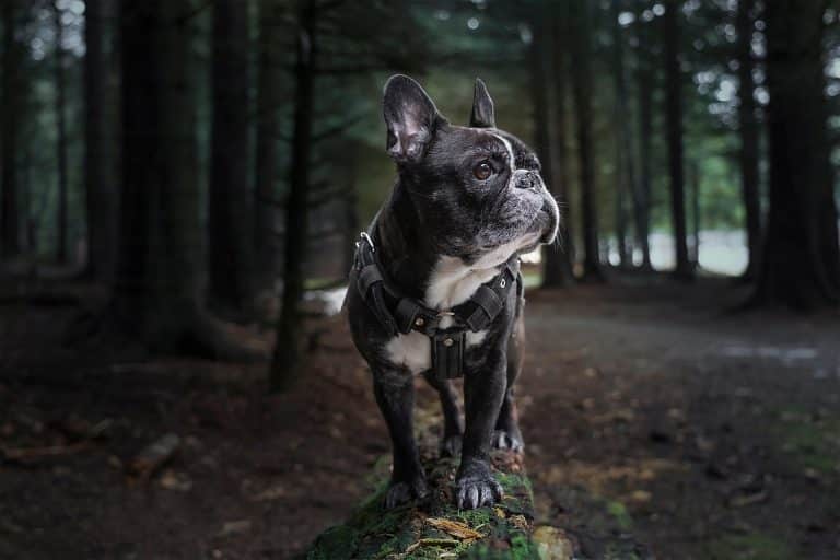 7 Natural Sleep Aids to Help Your Restless Dog Relax at Night ...