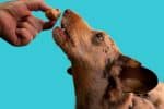 15 Beautiful Ways To Say Goodbye To Your Dog When The Time Comes ...