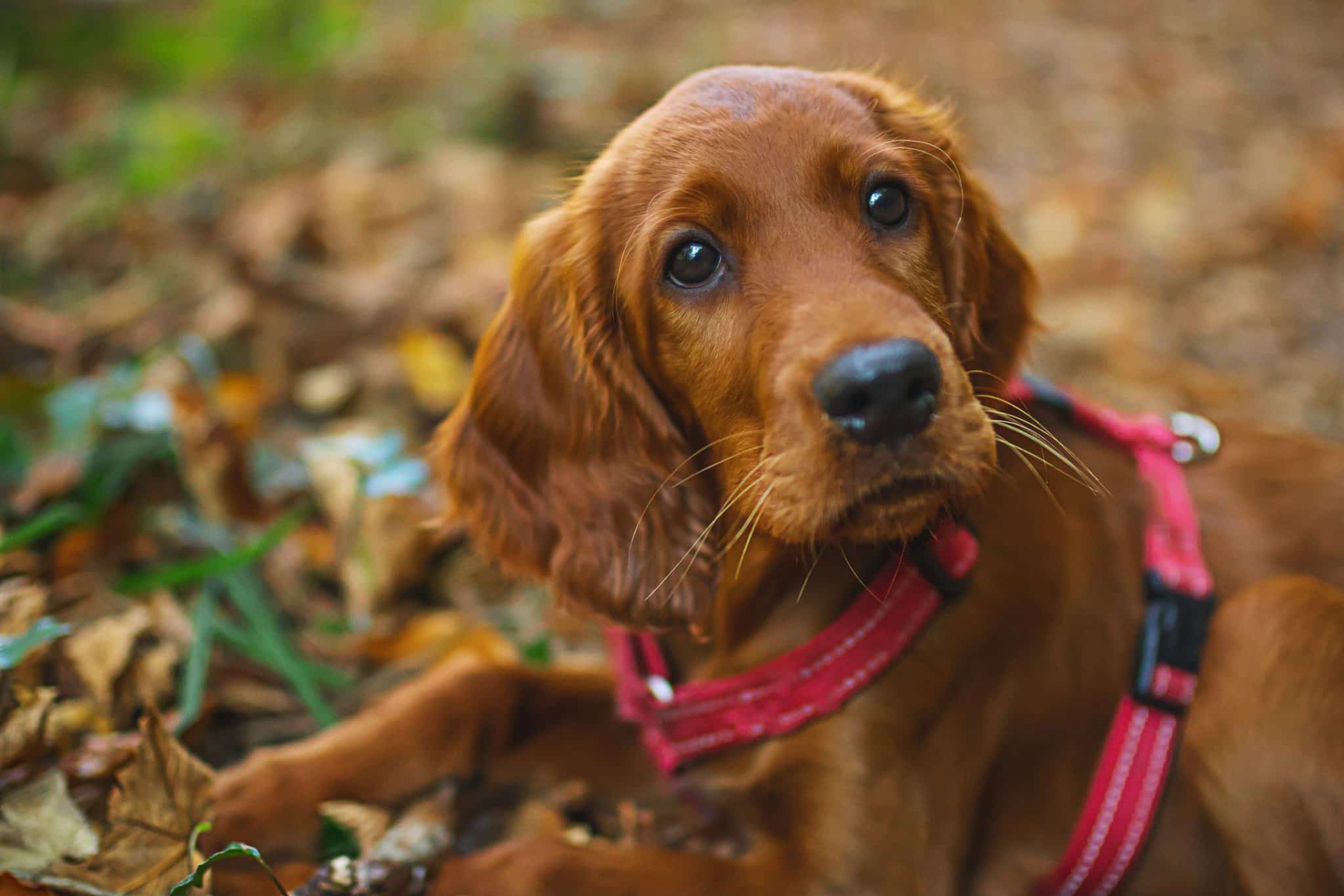 11 Most Social Dog Breeds That Will Instantly Befriend Everyone ...