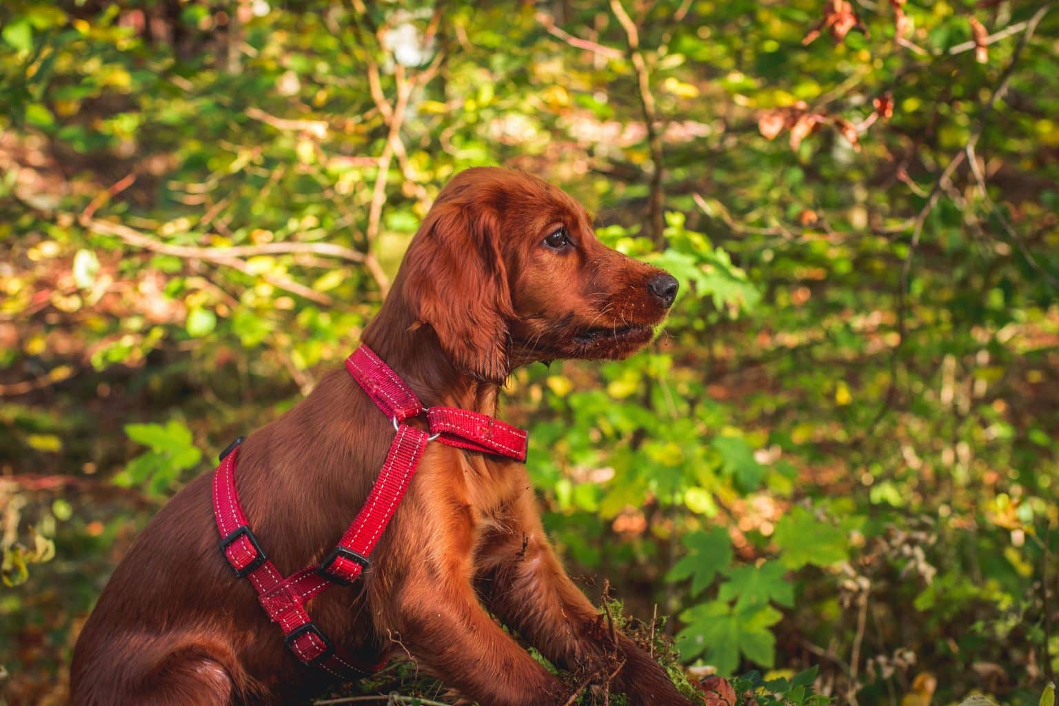 The 13 Most Iconic Canine Breeds of the ‘80s That Deserve a Comeback